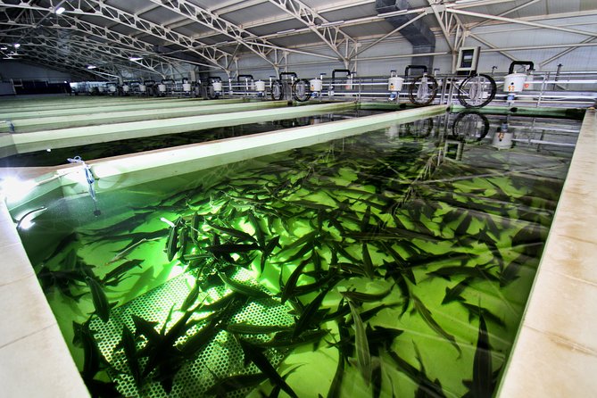 Black Caviar and Sparkling Wine Tour - Final Thoughts: Is It Worth It?