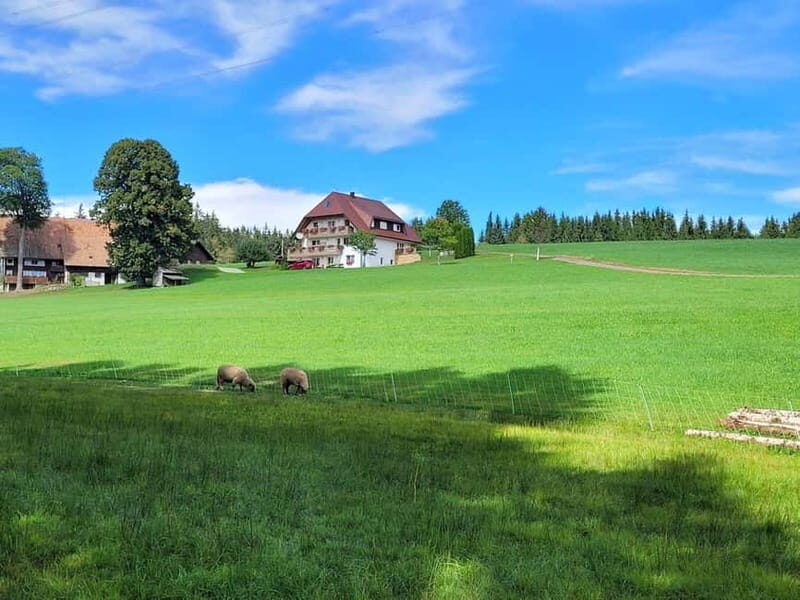 Black Forest: Ravenna Gorge Hike, Self-Guided - Price and Value Analysis