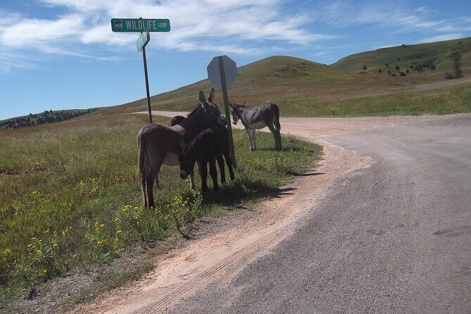 Black Hills Custom Private Day Tour - What Visitors Are Saying
