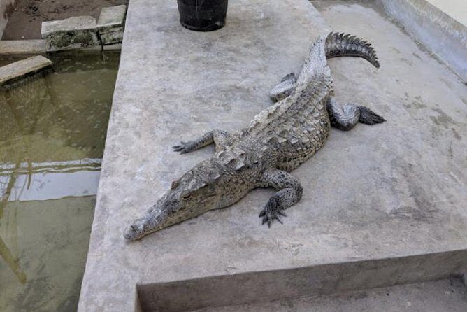 Black River Safari and Appleton Rum Estate Private Tour - An In-Depth Look at the Tour