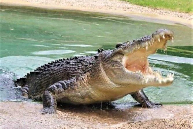 Black River Safari with Transport from Montego Bay - Who Should Consider This Tour?