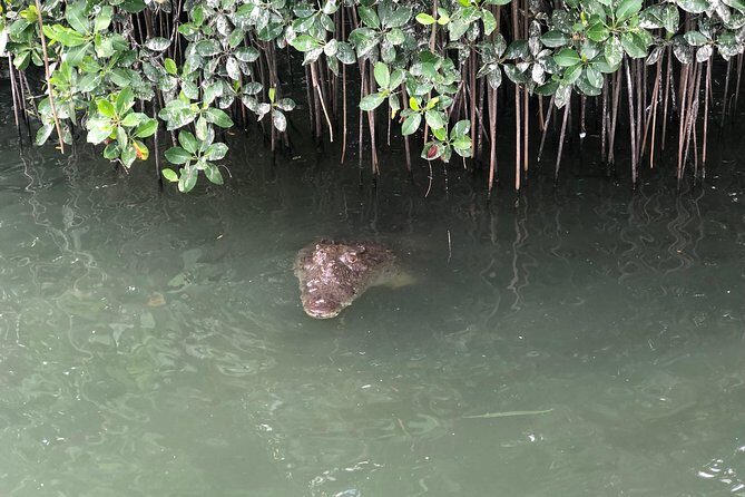 Black River Safari, YS Falls and Appleton Estate - A Closer Look at the Tour Experience