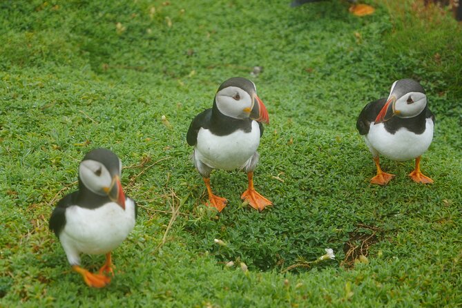 Blasket Island Sea Life Rib Tour, - Tour Type and Intensity