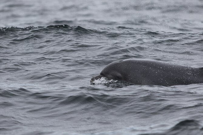 Blasket Island Sea Life Rib Tour, - Traveler Feedback