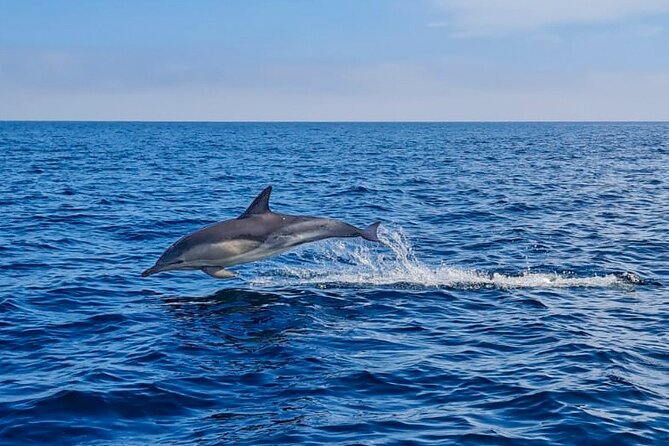 Blasket Island Sea Life Rib Tour, - Booking and Cancellation Policy