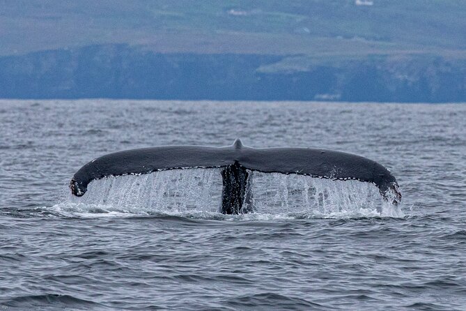 Blasket Island Sea Life Rib Tour, - What to Expect on the Tour
