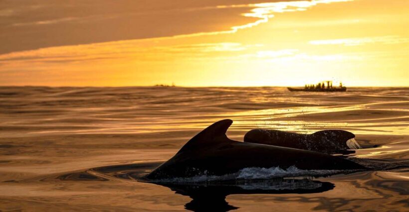 Bleik: Whale Watching by Speedboat with Puffins and Muffins - An In-Depth Look at the Bleik Wildlife Speedboat Tour