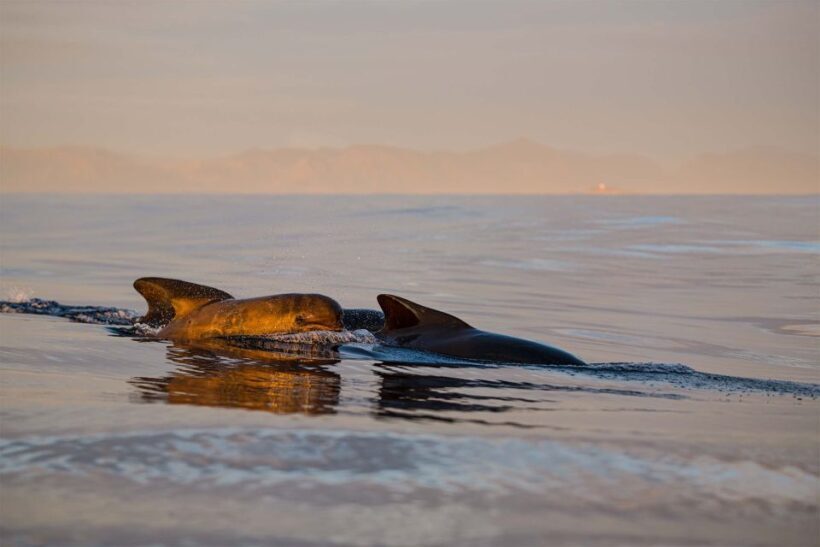 Bleik: Whale Watching by Speedboat with Puffins and Muffins - The Sum Up: Is This Tour Right for You?