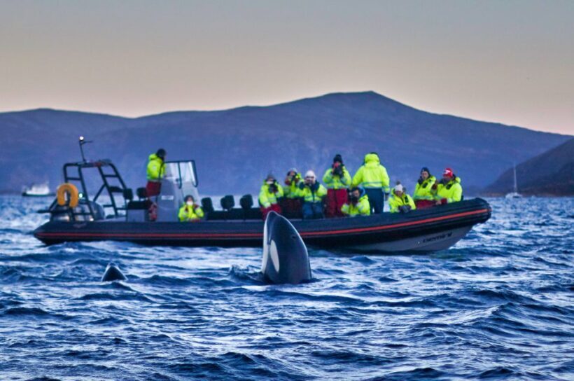 Bleik: Whale Watching by Speedboat with Puffins and Muffins - FAQ
