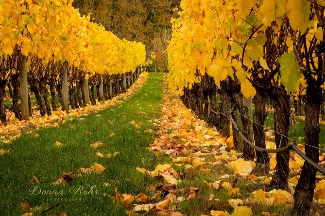 Blenheim Half day Wine Tour - An In-depth Look at the Tour Experience