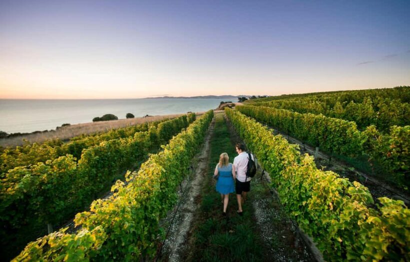 Blenheim/Renwick: Marlborough Half-Day Wine Tour with Lunch - Key Points