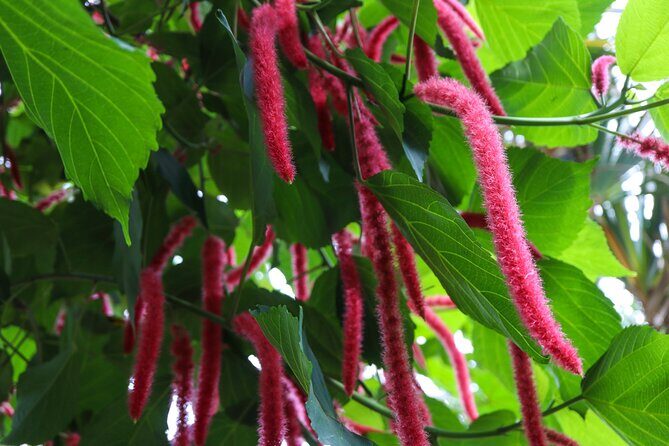 Bloedel Conservatory Admission Ticket - Practical Details: How to Make the Most of Your Visit