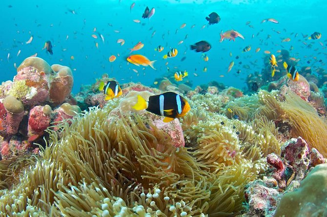 Bloo Lagoon Snorkeling East Bali Includes Transportation & Lunch - What the Tour Offers