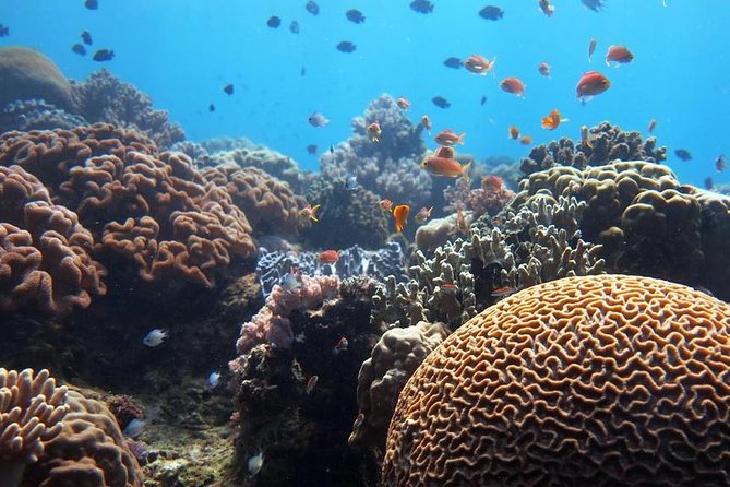 Bloo Lagoon Snorkeling East Bali Includes Transportation & Lunch - The Sum Up