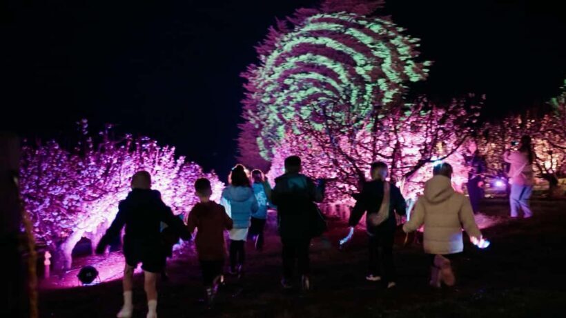 Blossom by Light at CherryHill - An In-Depth Look at CherryHill’s Blossom by Light