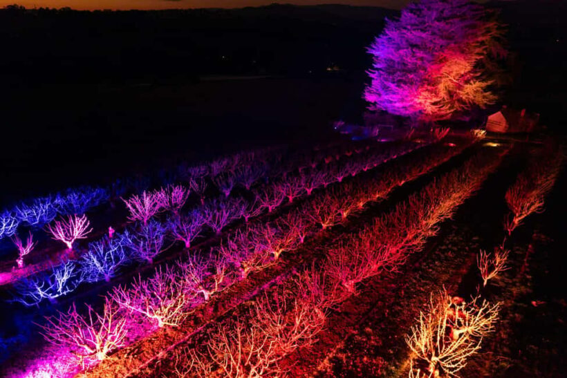 Blossom by Light at CherryHill - FAQs