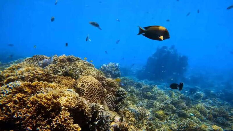 Blue Lagoon and Tanjung Jepun Snorkeling Tour - Frequently Asked Questions