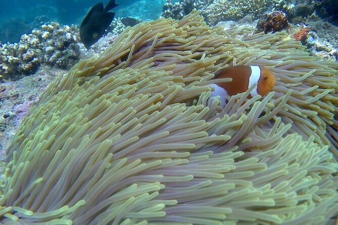 Blue lagoon and tanjung jepun snorkling all inclusive - The Experience in Detail