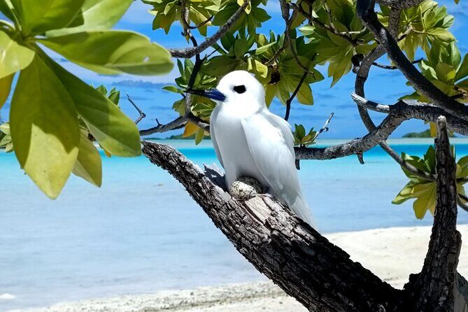 BLUE LAGOON | eco-tour | private island inside | White sand - The Sum Up: The Right Choice for Curious Explorers