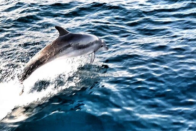 Blue Lagoon Private Tour From Trogir - LUNCH in the RESTAURANT INCLUDED - Since You Asked
