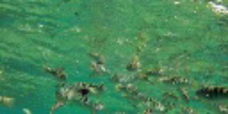 Blue Lagoon Snorkeling & Candidasa Hidden Activities - The Sum Up