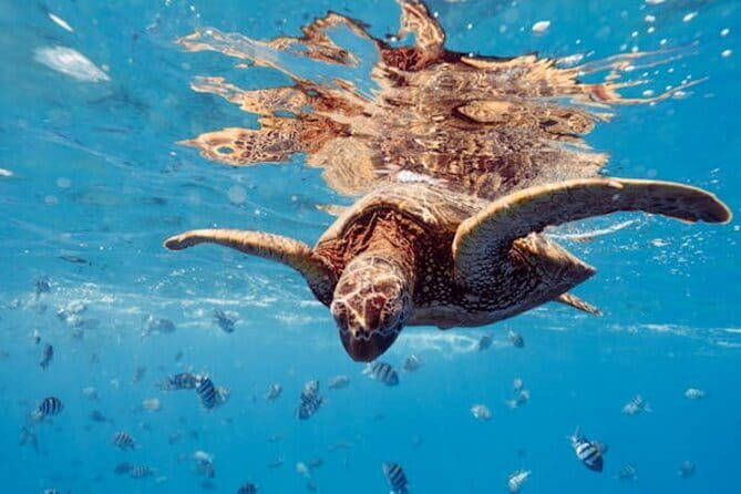 Blue Lagoon Snorkeling with Lunch and Transport - What to Expect on This Bali Snorkeling Tour