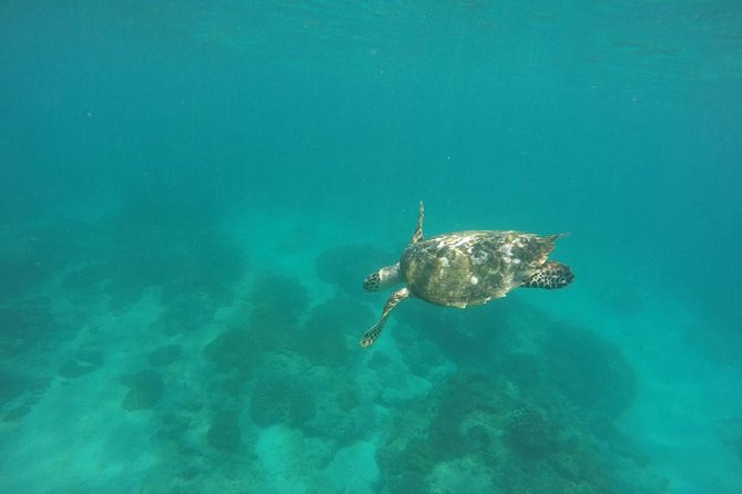 Blue Lagoon & Tanjung Jepun Snorkeling Private Tour - Transportation and Timing: Why It Matters
