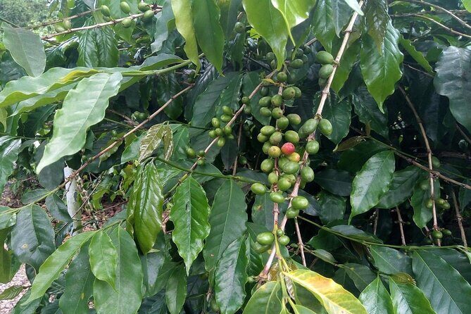 Blue Mountain Bicycle Tour Experience - FAQ