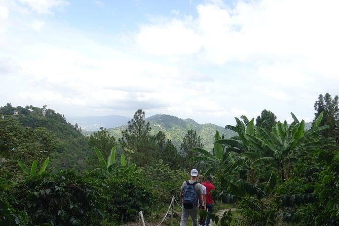 Blue Mountain Coffee and Sightseeing Tour - Who Should Consider This Tour?