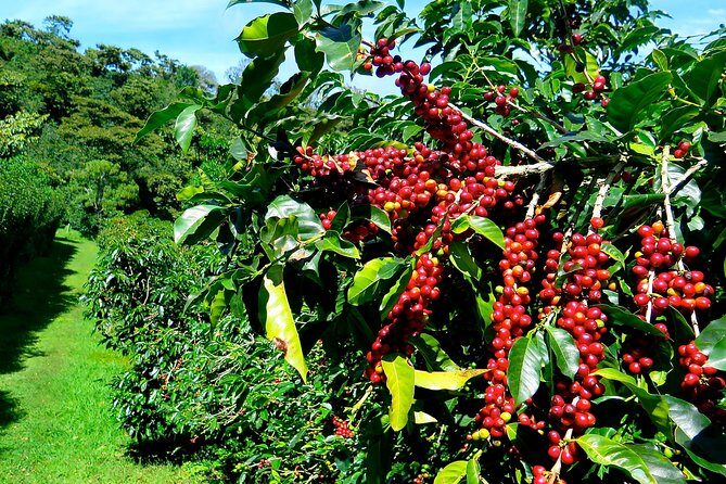 Blue Mountain Coffee Tour from Ocho Rios - A Closer Look at the Blue Mountain Coffee Tour from Ocho Rios