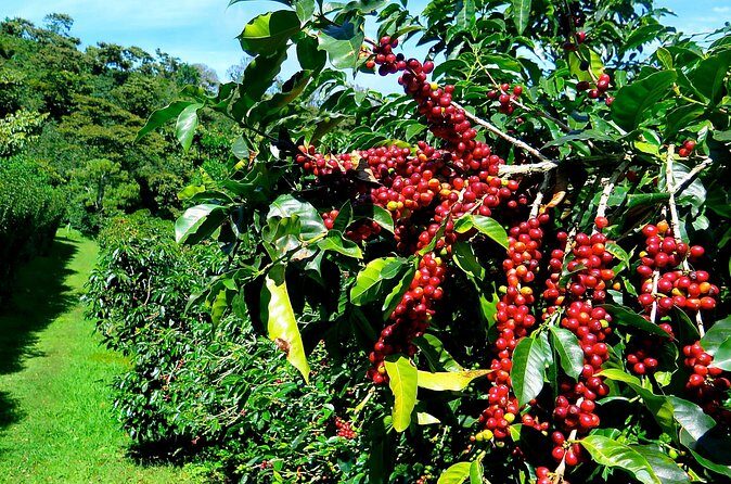 Blue Mountain Coffee Tour from Ocho Rios - The Sum Up