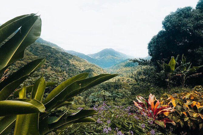 Blue Mountain Private Tour in Jamaica - The Sum Up