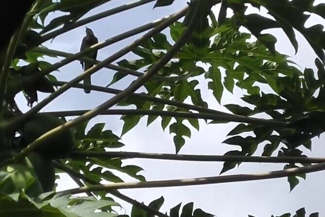 Blue Mountain Sight-Seeing & Nature Trail Hike with Private Guide - Who Should Book This Tour?