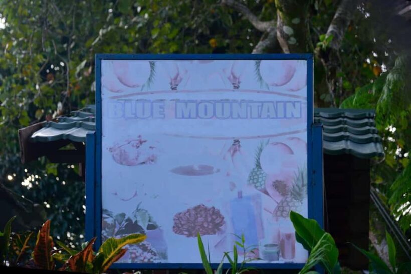 Blue Mountain Tour: A Half-Day Escape from Kingston - A Practical Overview