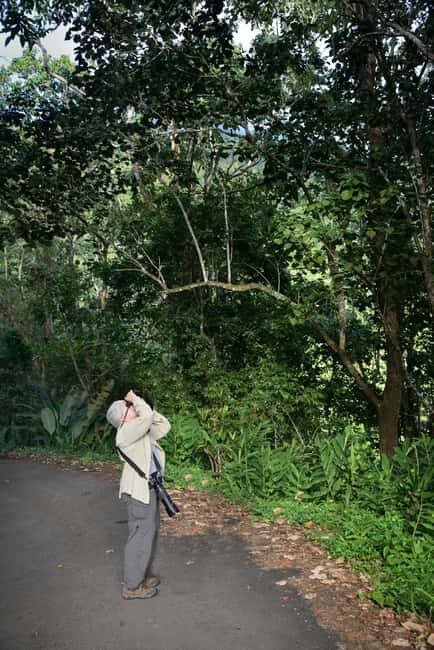 Blue Mountain Tour: A Half-Day Escape from Kingston - FAQ