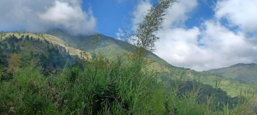 BLUE MOUNTAIN TOUR FROM OCHO RIOS - The Journey: From Ocho Rios to the Blue Mountains