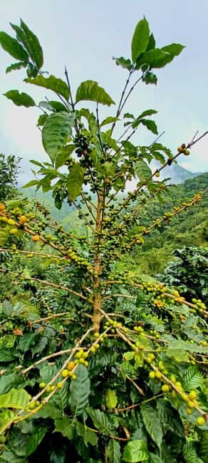 BLUE MOUNTAIN TOUR FROM OCHO RIOS - Exploring the Blue Mountain Coffee Culture