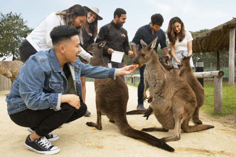 Blue Mountains Adventure: Scenic World, Zoo & Koala Photo - The Sum Up: Who Will Love This Tour?