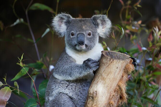 Blue Mountains All-inclusive Tour with Scenic World & Lunch - Key Points