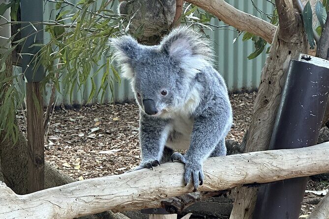 Blue Mountains and Australian Native Animals - Final Thoughts