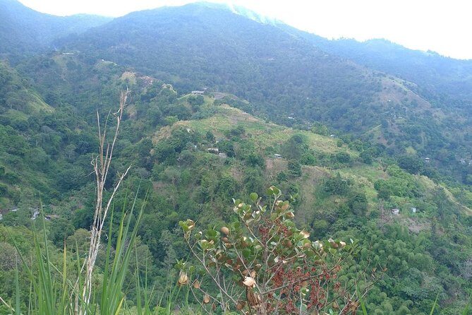 Blue Mountains Coffee Private Tour from Kingston - Final Thoughts: Is This Tour Right for You?