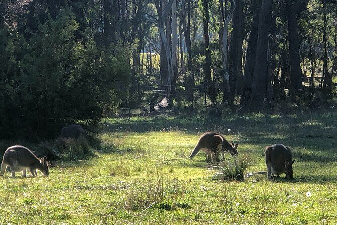 Blue Mountains Day Adventure, Featherdale Wildlife & River Cruise - Key Points
