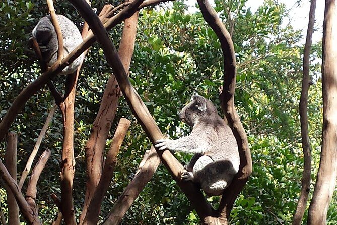 Blue Mountains Day Tour With Bushwalks, Waterfalls & Featherdale - Authentic Experiences and What Travelers Say
