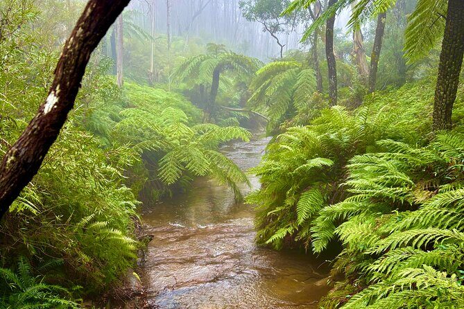 Blue Mountains Day Tours W Scenic World and Lunch - An In-Depth Look at the Blue Mountains Experience