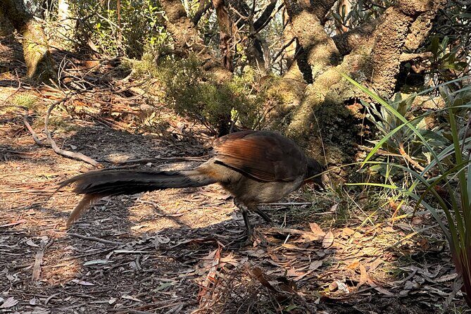Blue Mountains Full Day Guided Tour - Additional Resources