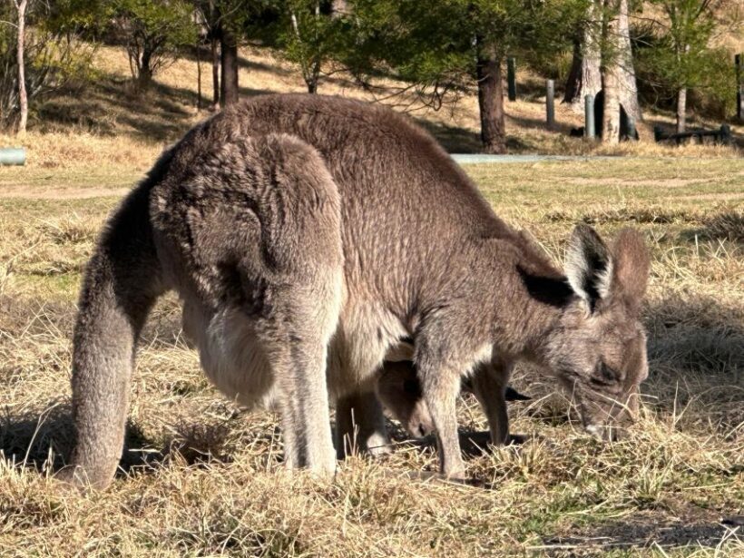 Blue Mountains: Full Day Guided Tour with Lunch - Final Thoughts