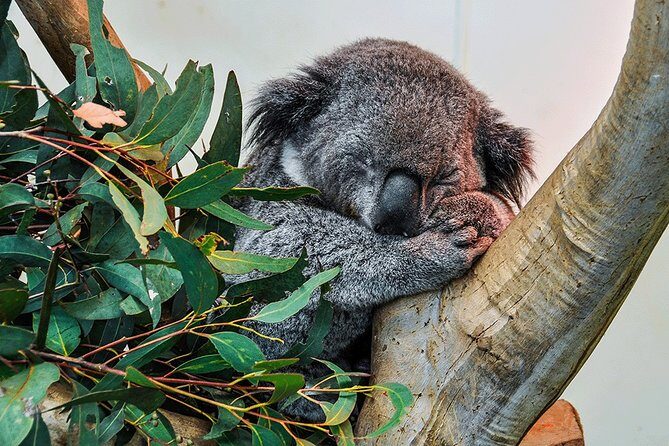 Blue Mountains Highlights, Wildlife Park and Scenic World Full Day Private Tour - The Itinerary in Detail: What to Expect