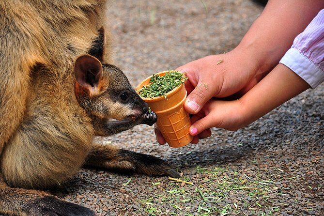 Blue Mountains Highlights & Wildlife Park - An Introduction to the Experience