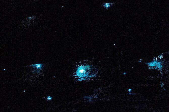 Blue Mountains Hiking Glow worms Cave Wildlife Spotlighting Night Adventure - In-Depth Look at the Experience