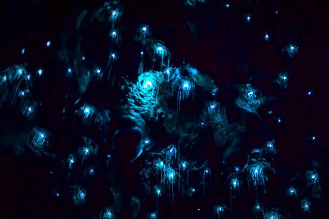 Blue Mountains Hiking Glow worms Cave Wildlife Spotlighting Night Adventure - Authentic Experiences and Traveler Insights